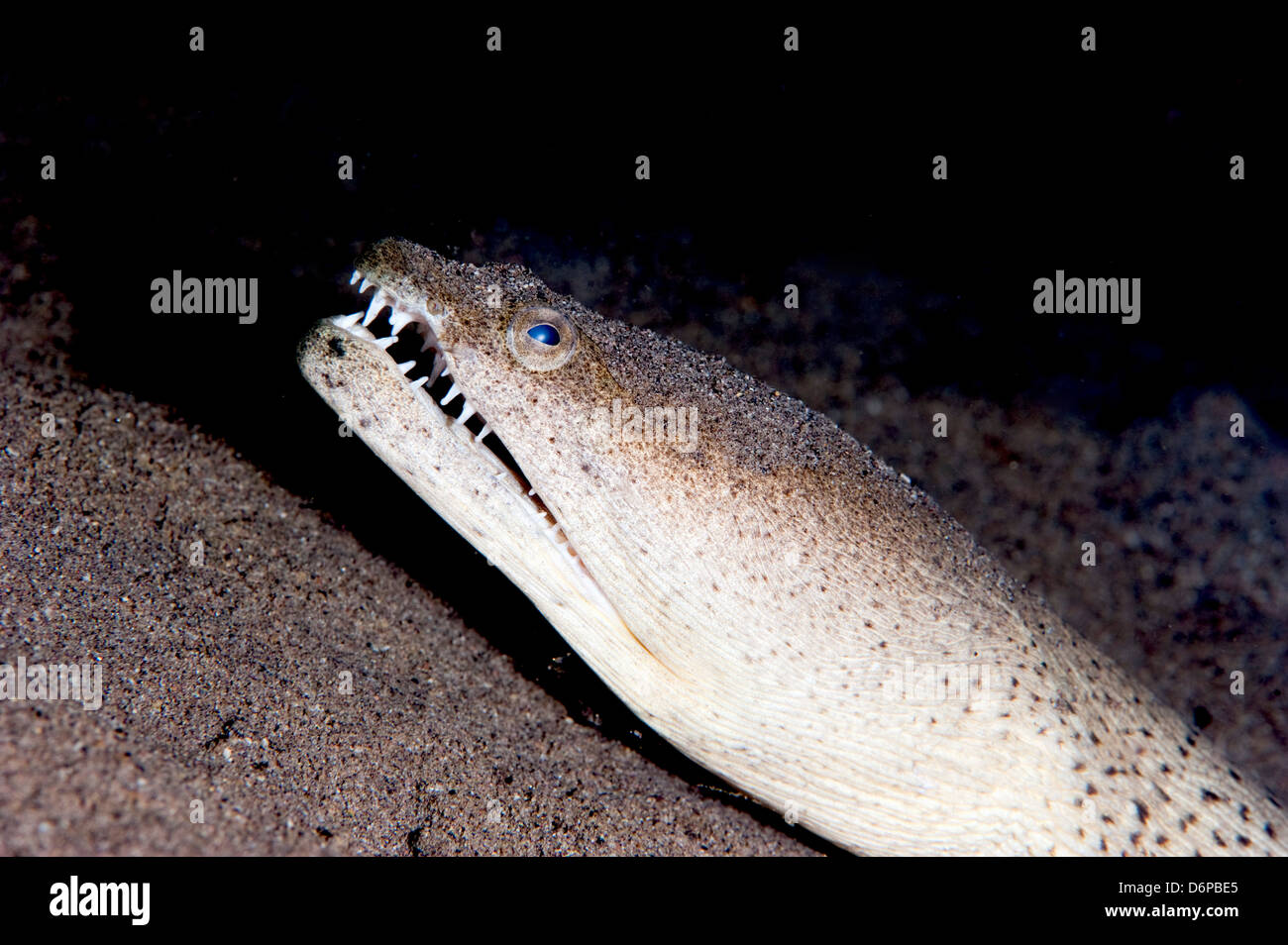 King spotted snake eel (Ophichthus ophis), Dominica, West Indies ...
