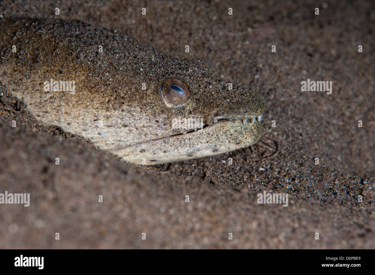 King spotted snake eel ophichthus hi-res stock photography and images ...