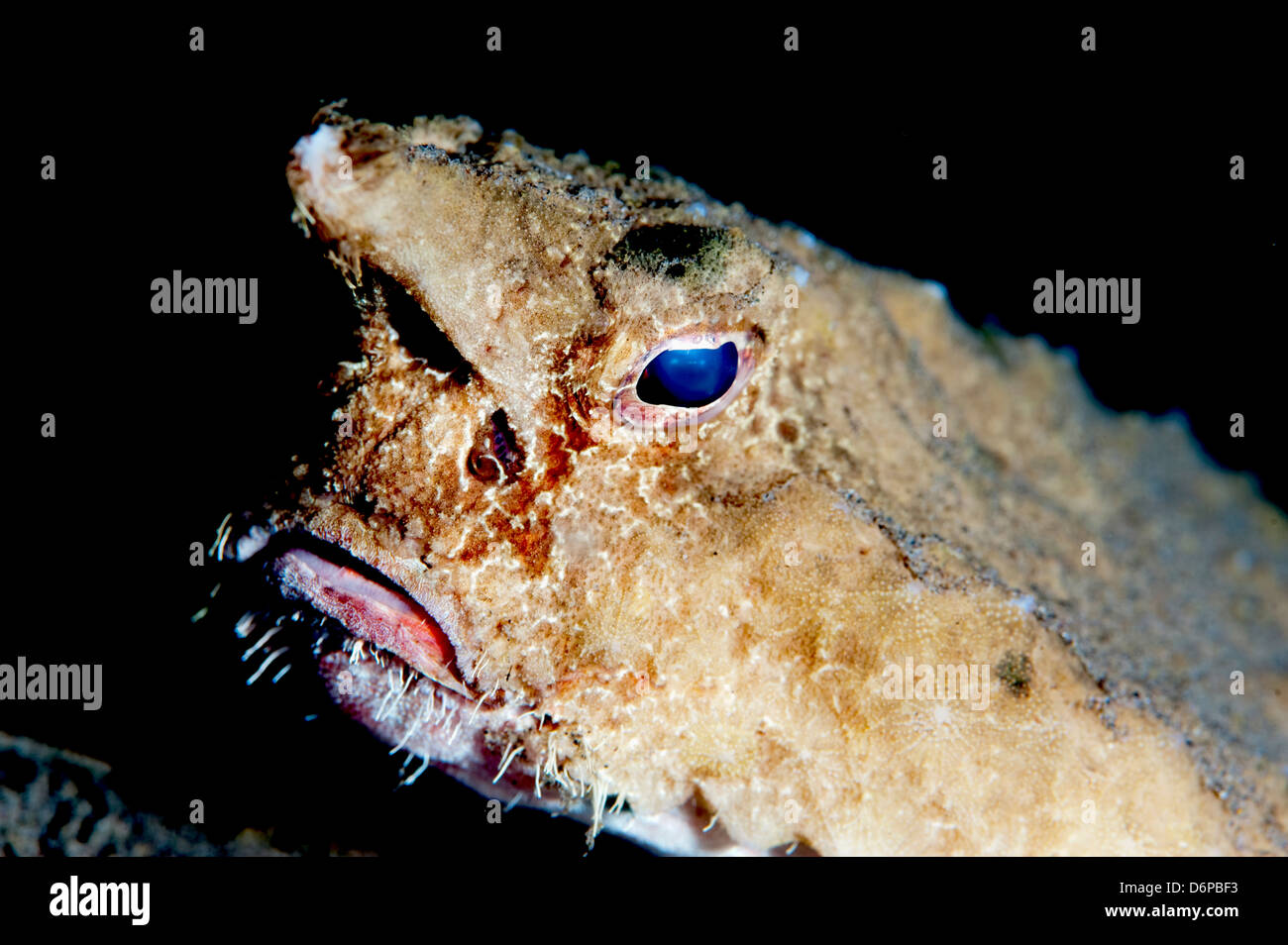 A rare longnose walking batfish (Ogcocephalus corniger) that usually ...