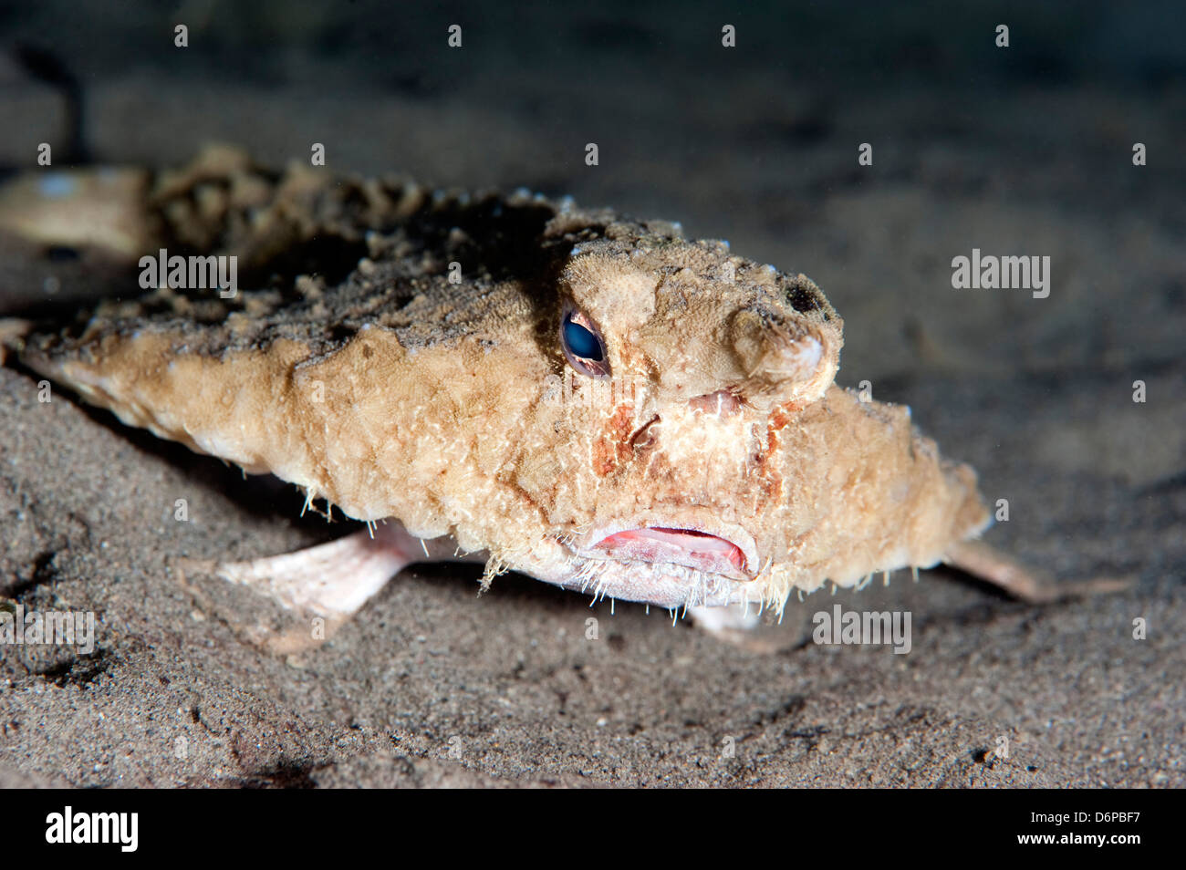Longnose Batfish
