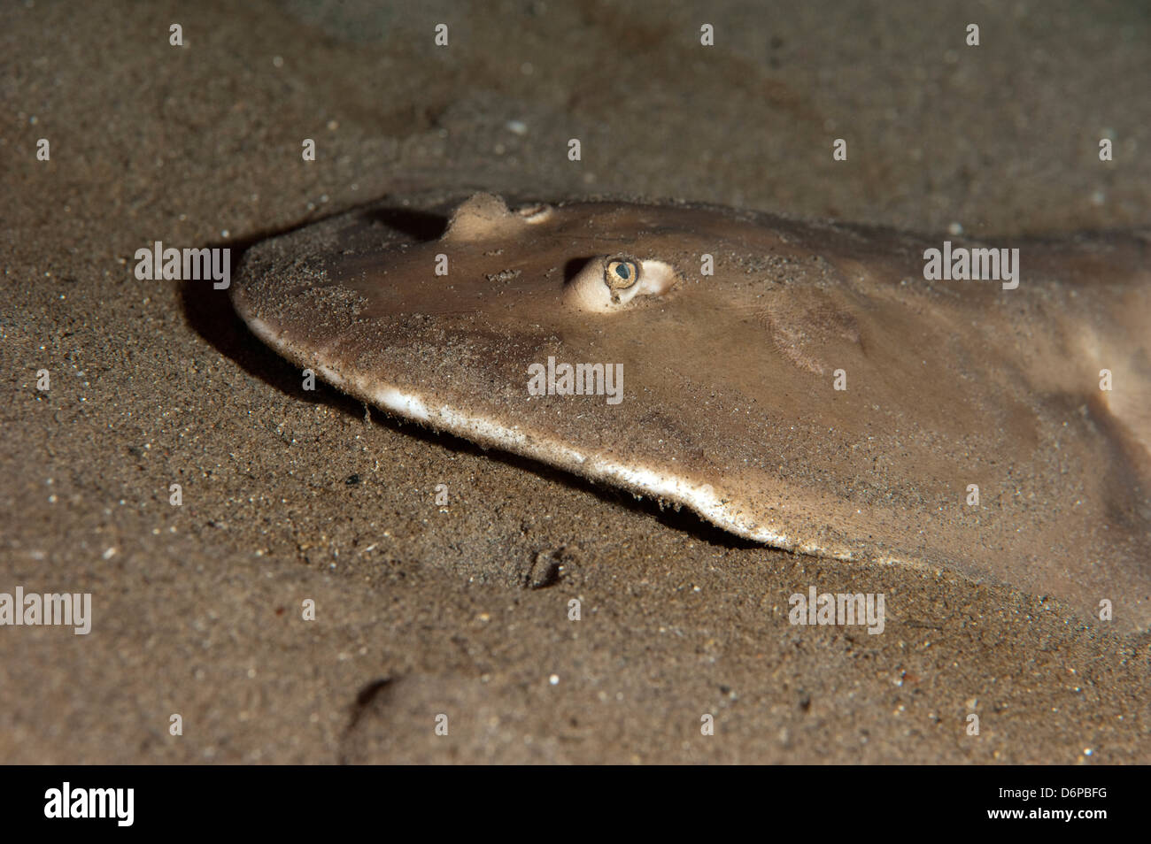 Lesser electric ray (Narcine brasiliensis), Dominica, West Indies ...