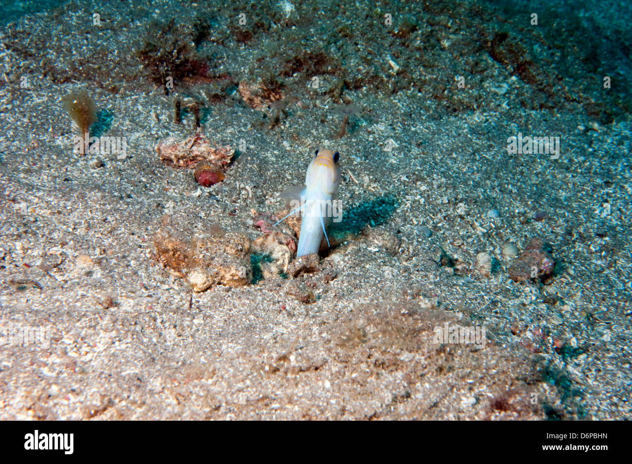Jawfish hi-res stock photography and images - Alamy