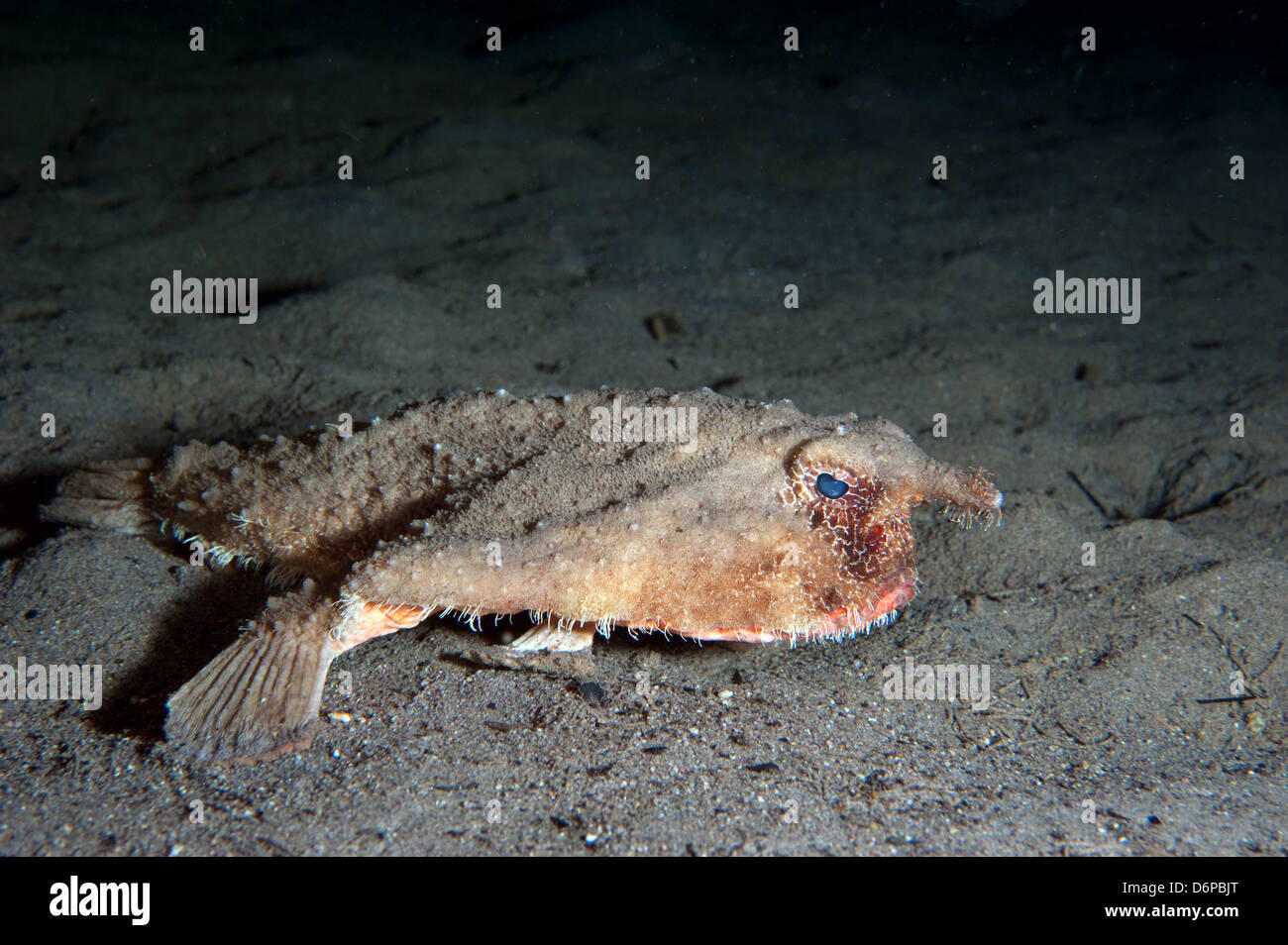 Walking Batfish Florida