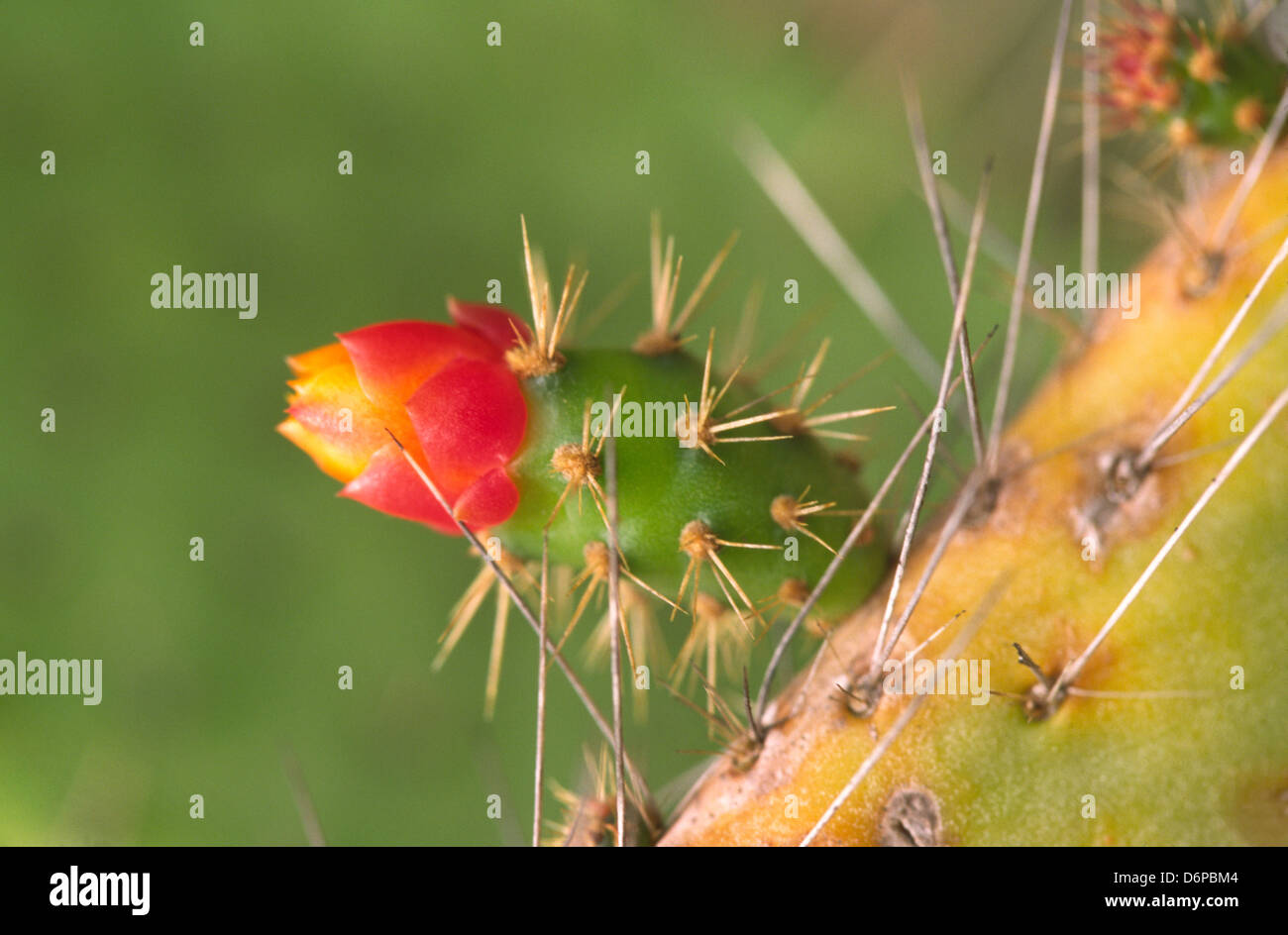 cactus in bloom Stock Photo - Alamy