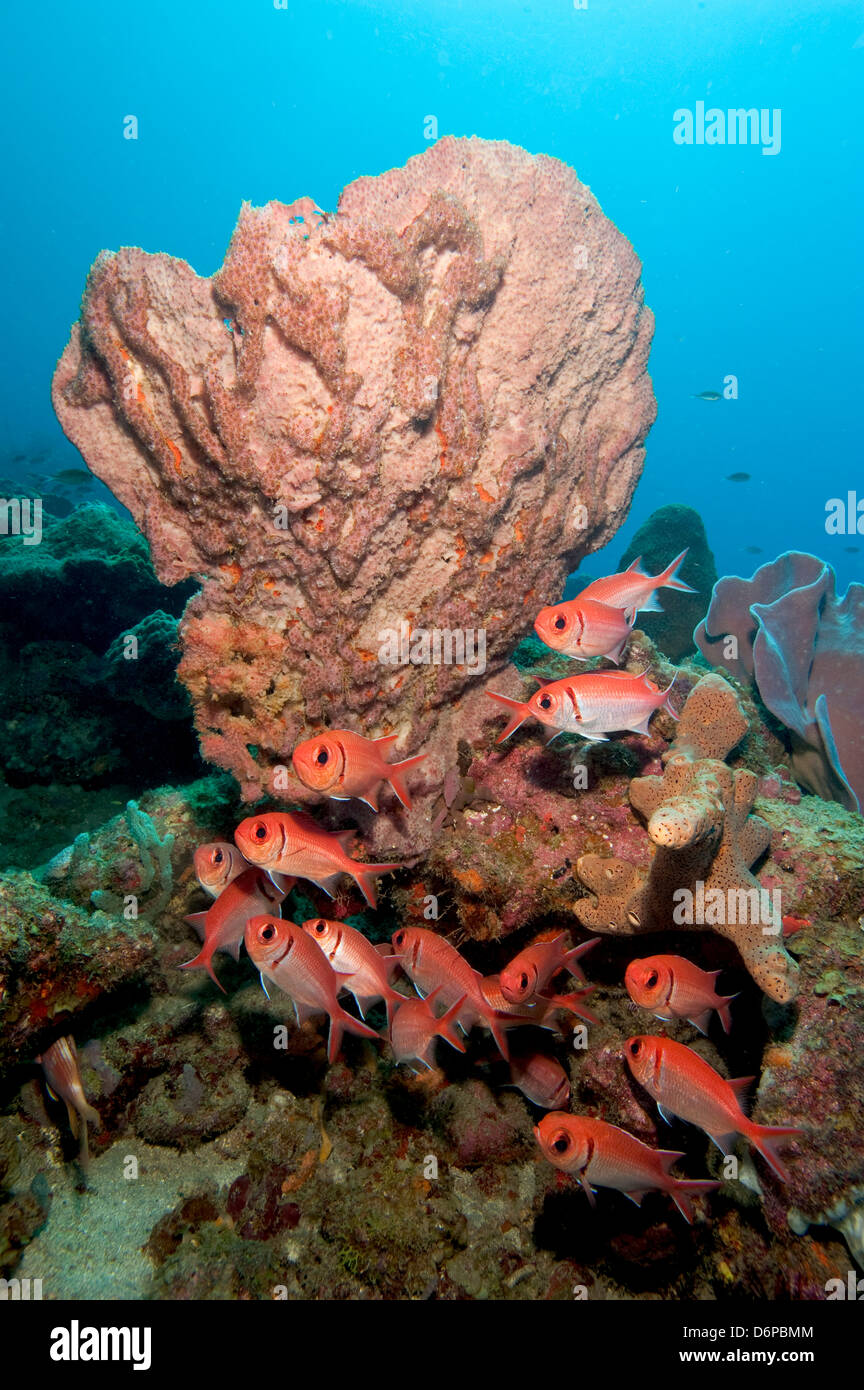 School of blackbar soldierfish (Myripristis jacobus), Dominica, West ...