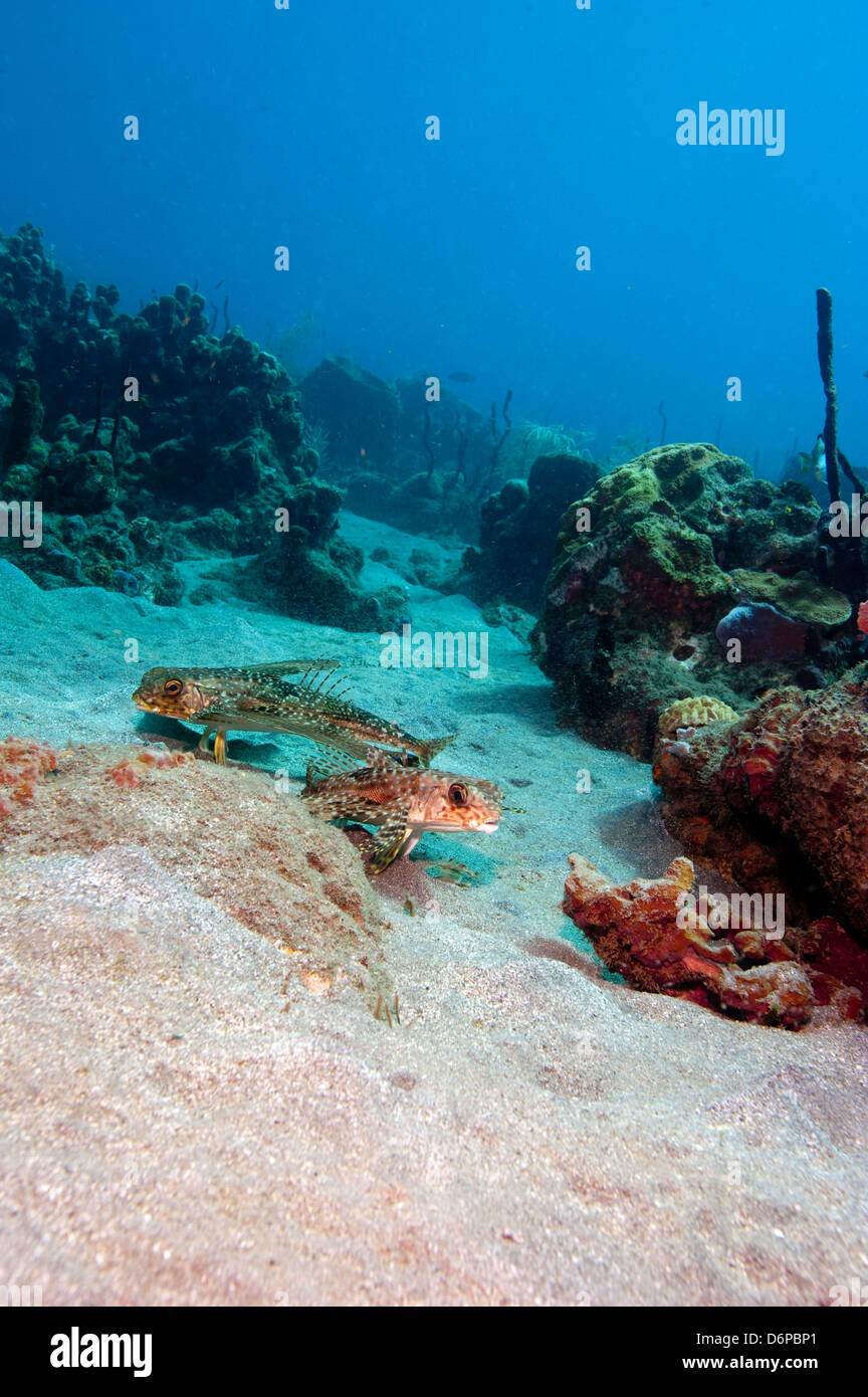 Dactylopterus hi-res stock photography and images - Alamy