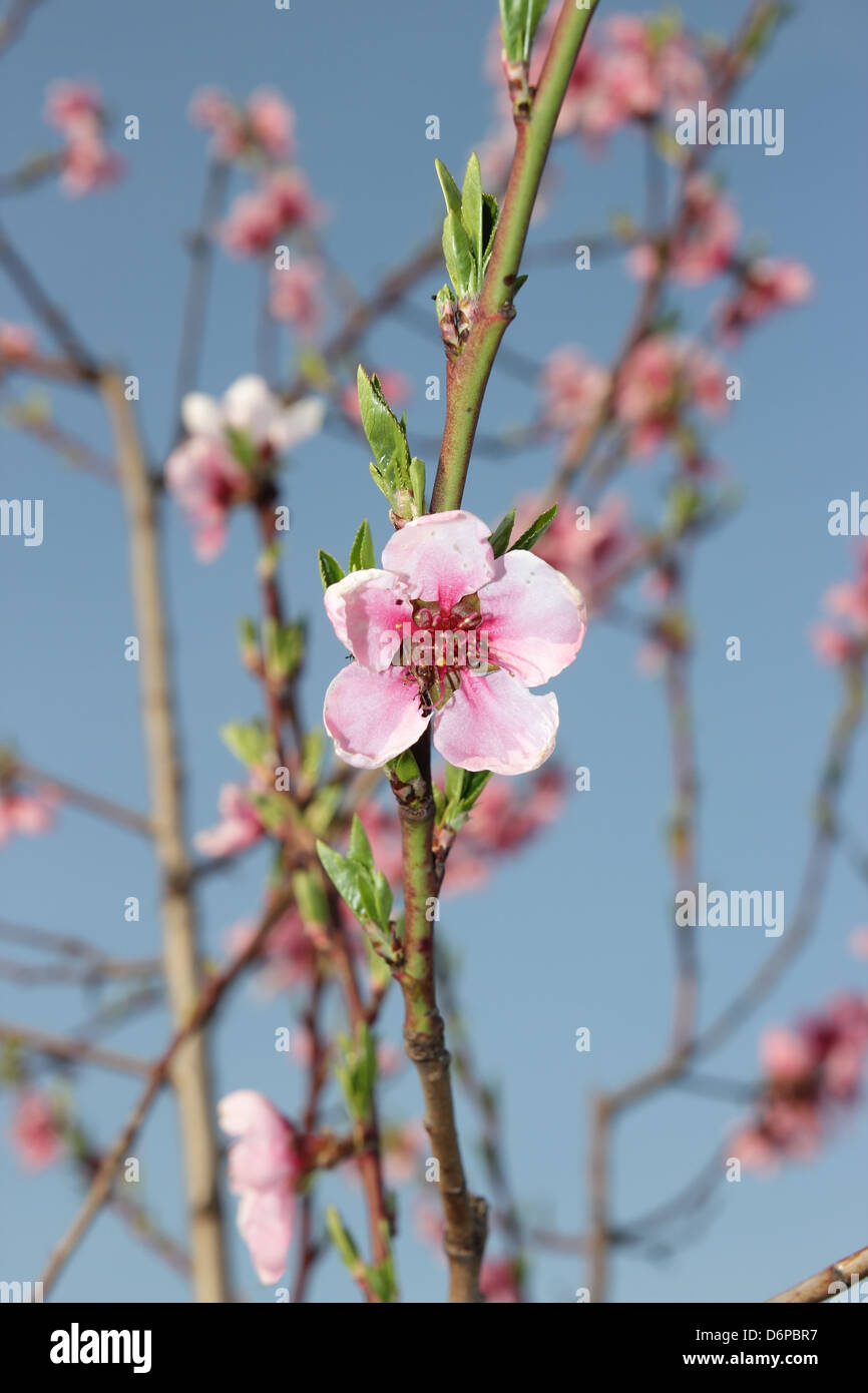 peach tree in full bloom at spring time Stock Photo - Alamy