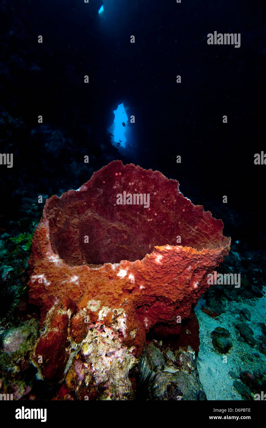 Giant sponge hi-res stock photography and images - Alamy