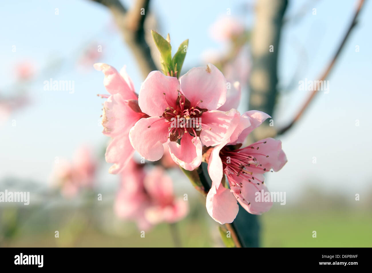 peach tree in full bloom at spring time Stock Photo - Alamy