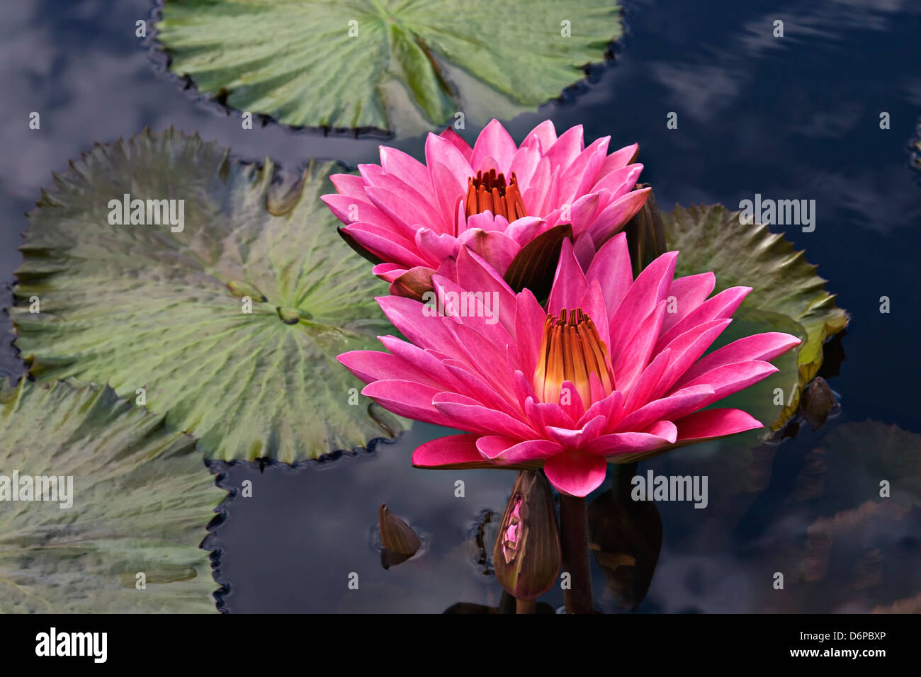 Floating lilys hi-res stock photography and images - Alamy