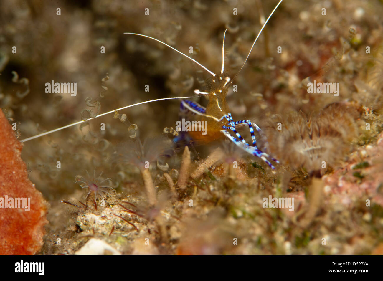 Pederson shrimp (Periclimenes pedersoni), Dominica, West Indies ...