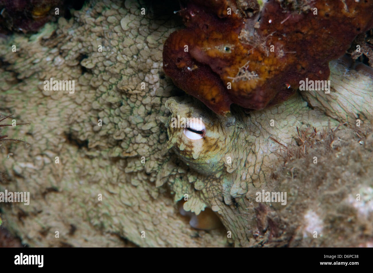 Caribbean octopus hi-res stock photography and images - Alamy
