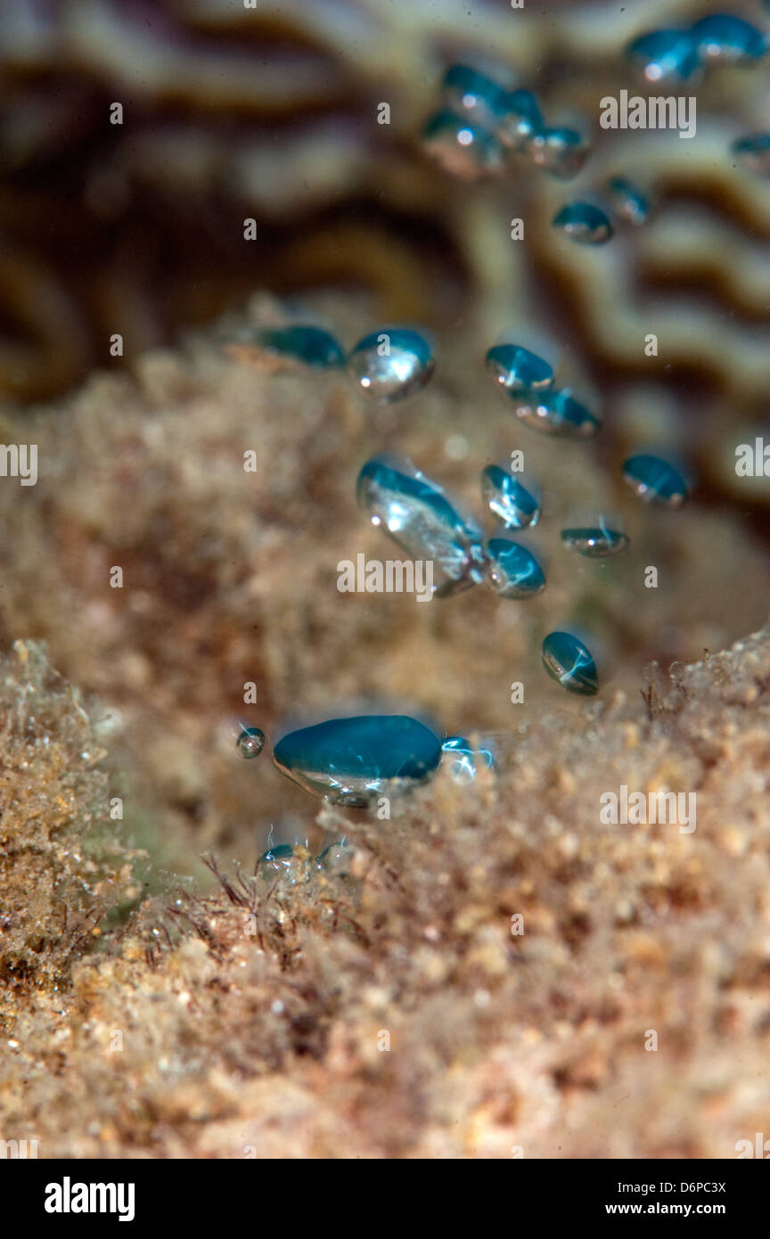 Hot water bubbles produced by the volcanic rock, Dominica, West Indies ...