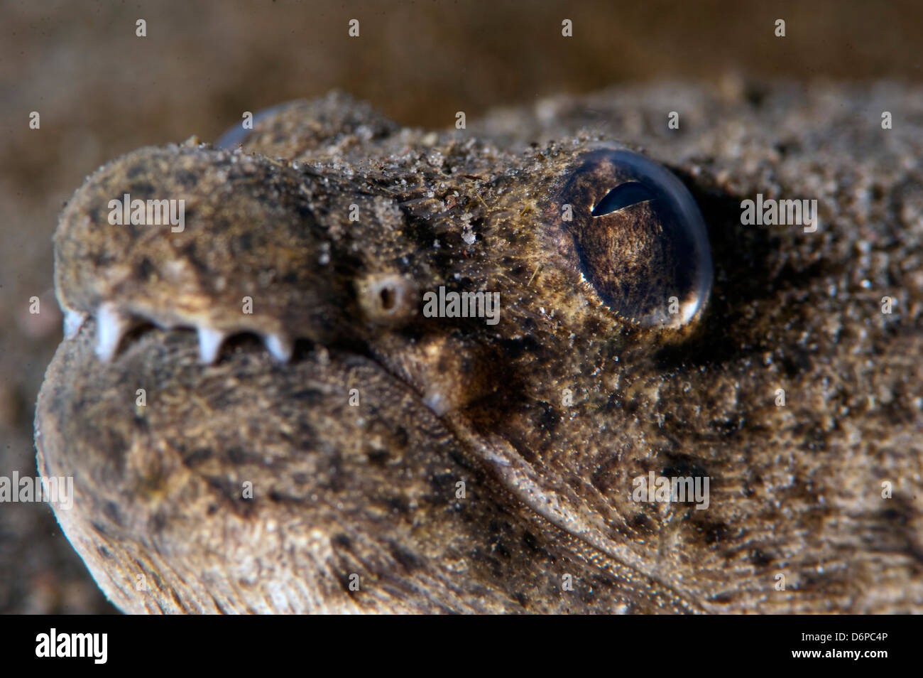 King spotted snake eel (Ophichthys ophis), Dominica, West Indies ...