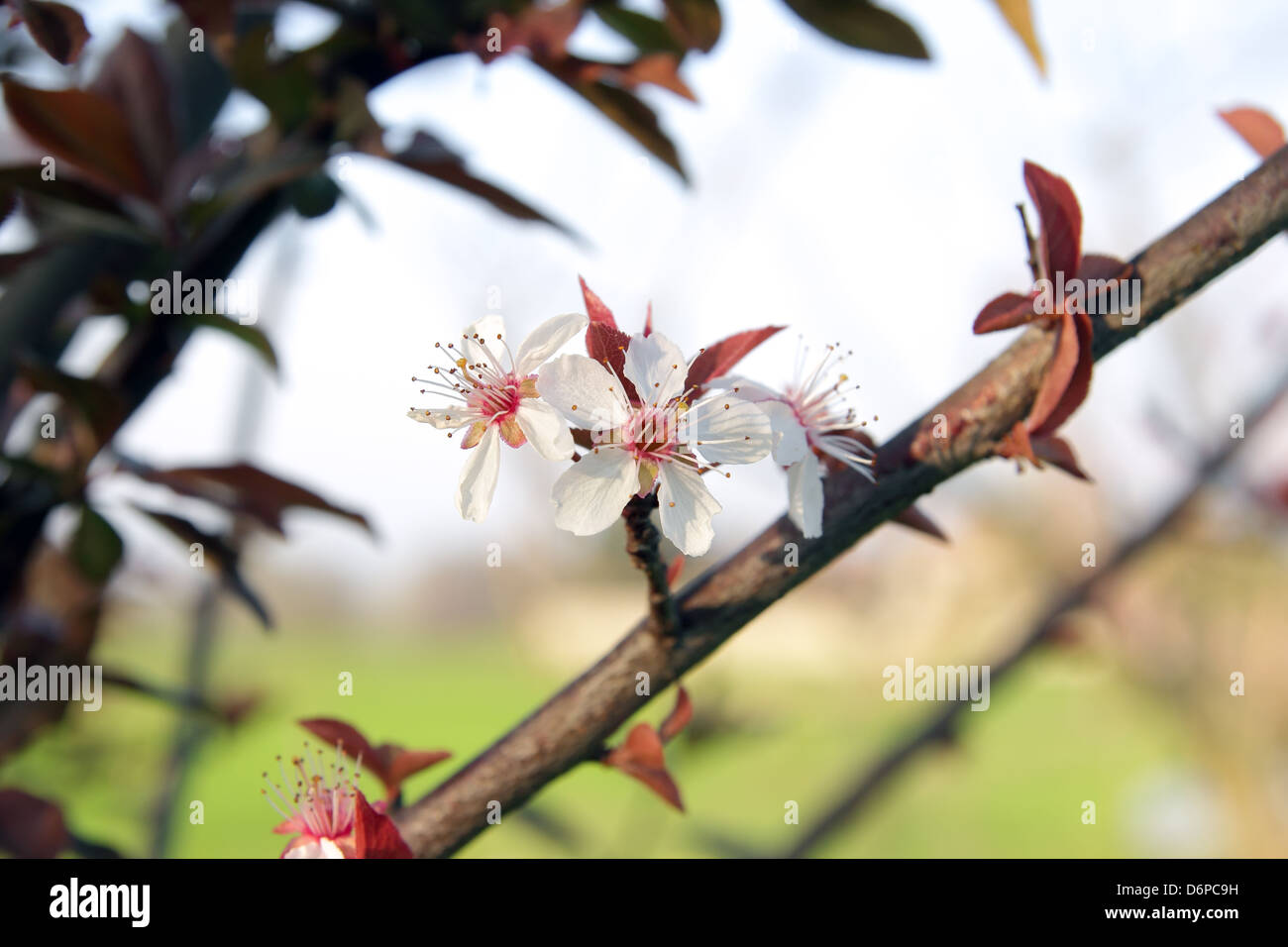 Spring time birth hi-res stock photography and images - Alamy