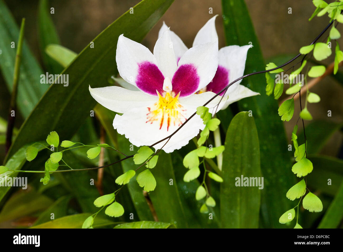 Orchid fern hi-res stock photography and images - Alamy