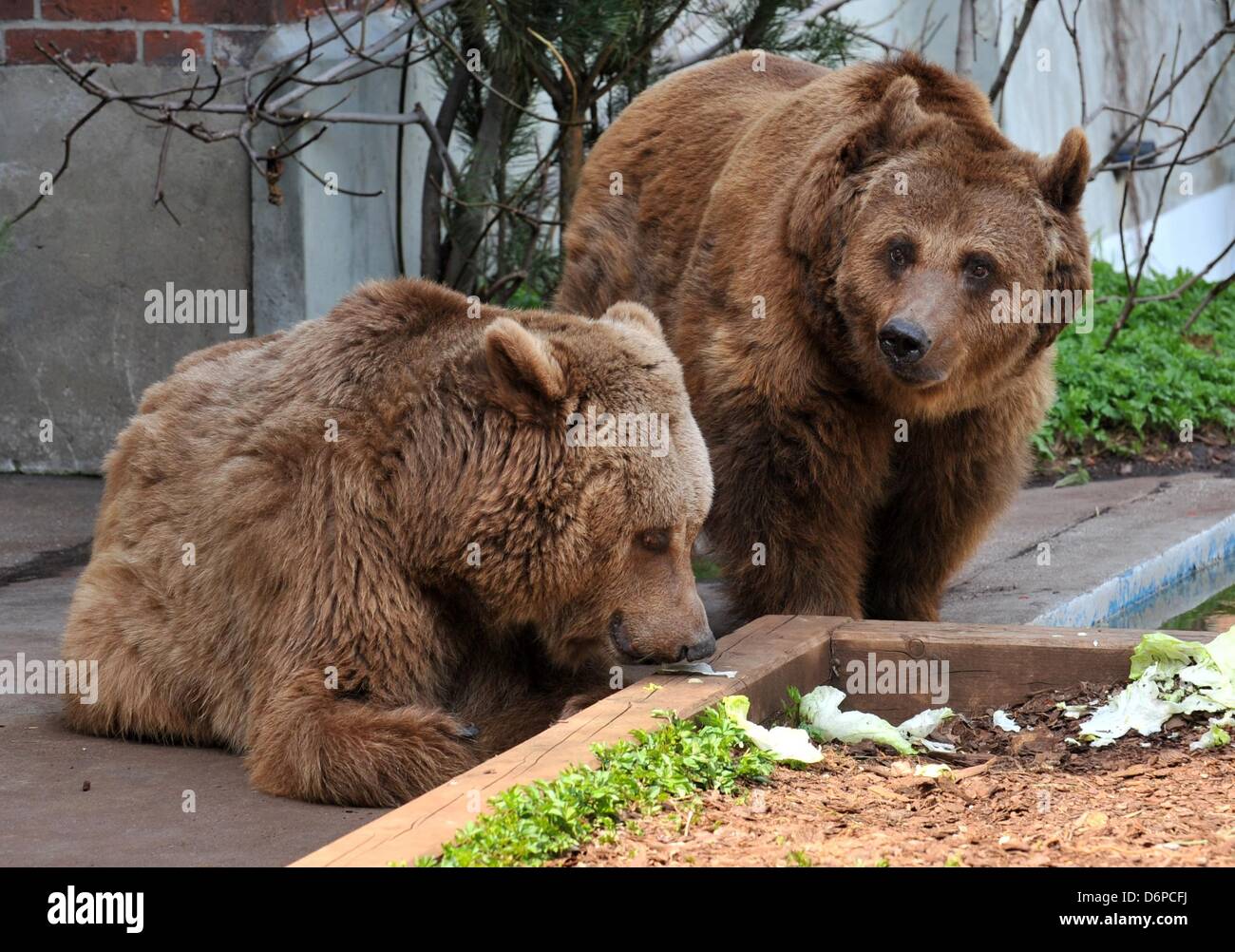 Berlin, Germany. 22nd April, 2013. Female bears Maxi and Schnute (R ...