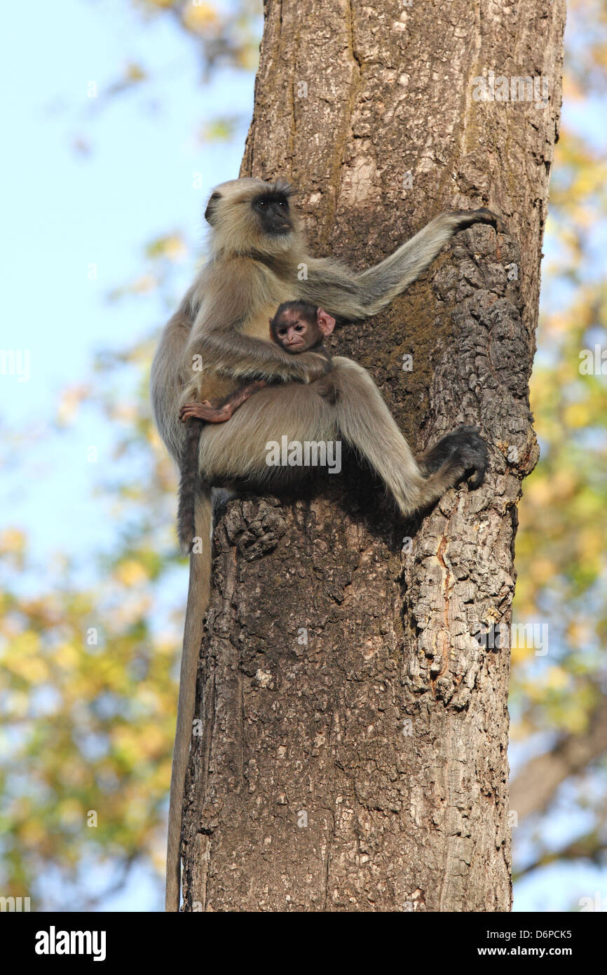 Gray langur (Hanuman langur) (Semnopithecus hector), Bandhavgarh ...