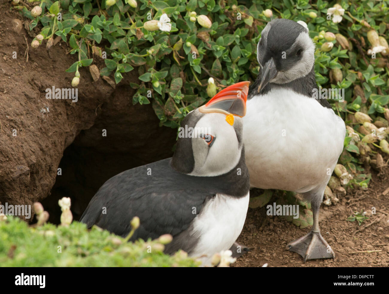 Puffling hi-res stock photography and images - Alamy