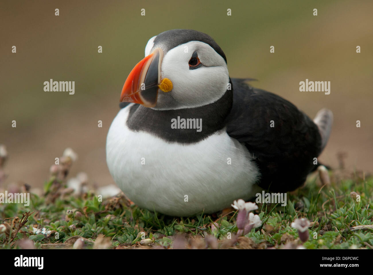 Puffin united kingdom hi-res stock photography and images - Alamy