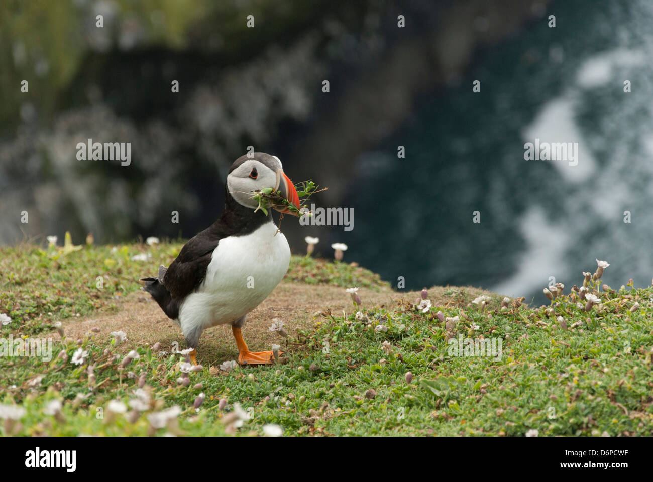 Puffin united kingdom hi-res stock photography and images - Alamy