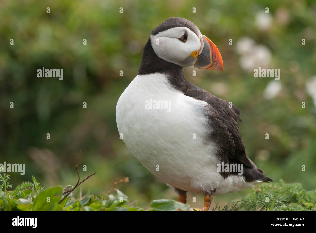 Puffin, Wales, United Kingdom, Europe Stock Photo - Alamy