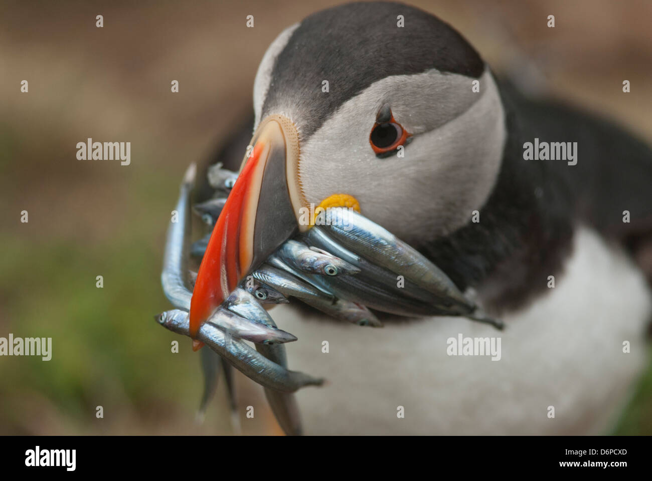 Bird eating sand eel hi-res stock photography and images - Alamy