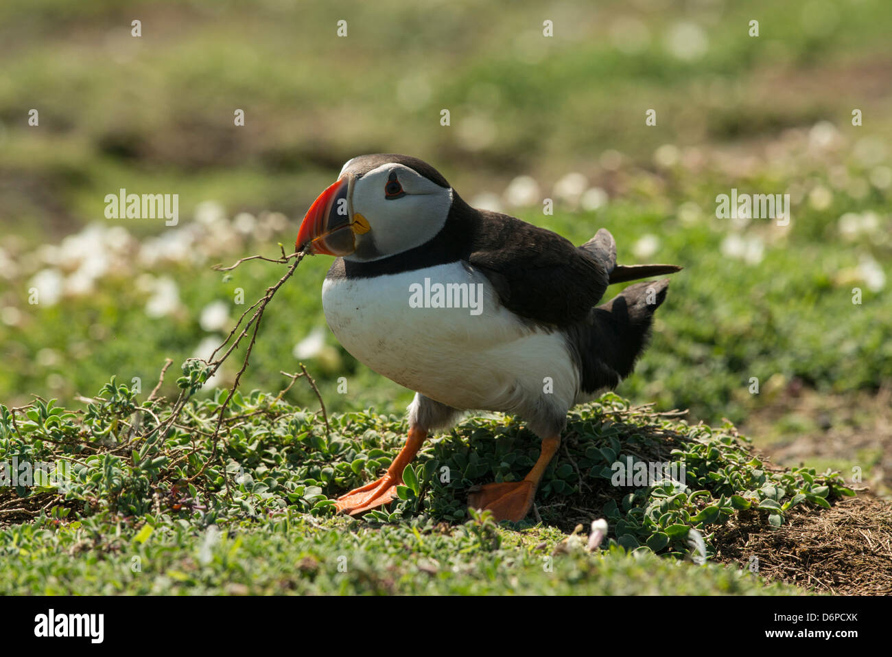 Puffin collecting nesting material, Wales, United Kingdom, Europe Stock ...