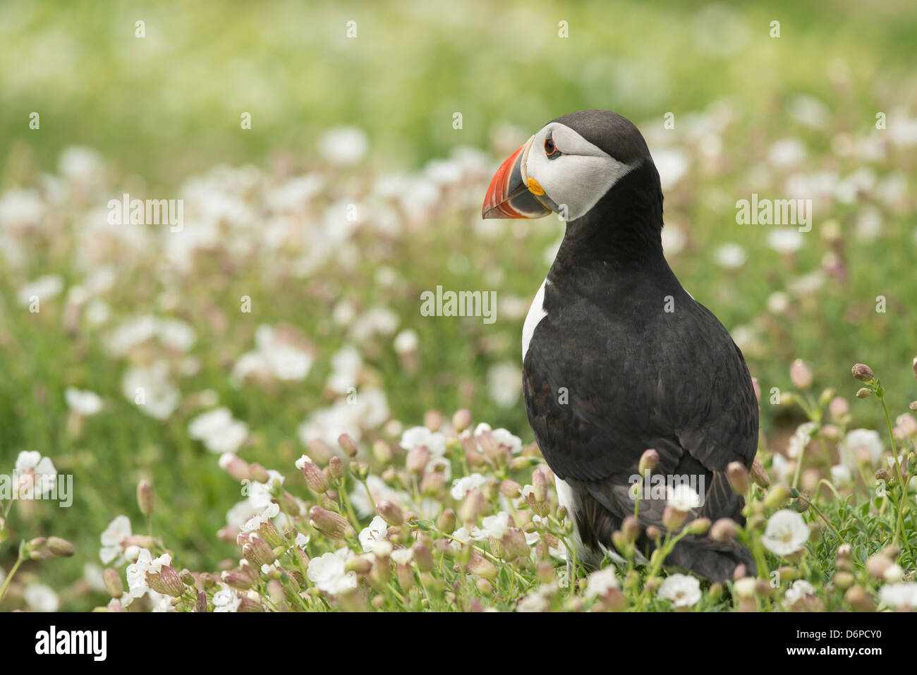 Puffin in sea campion, Wales, United Kingdom, Europe Stock Photo - Alamy