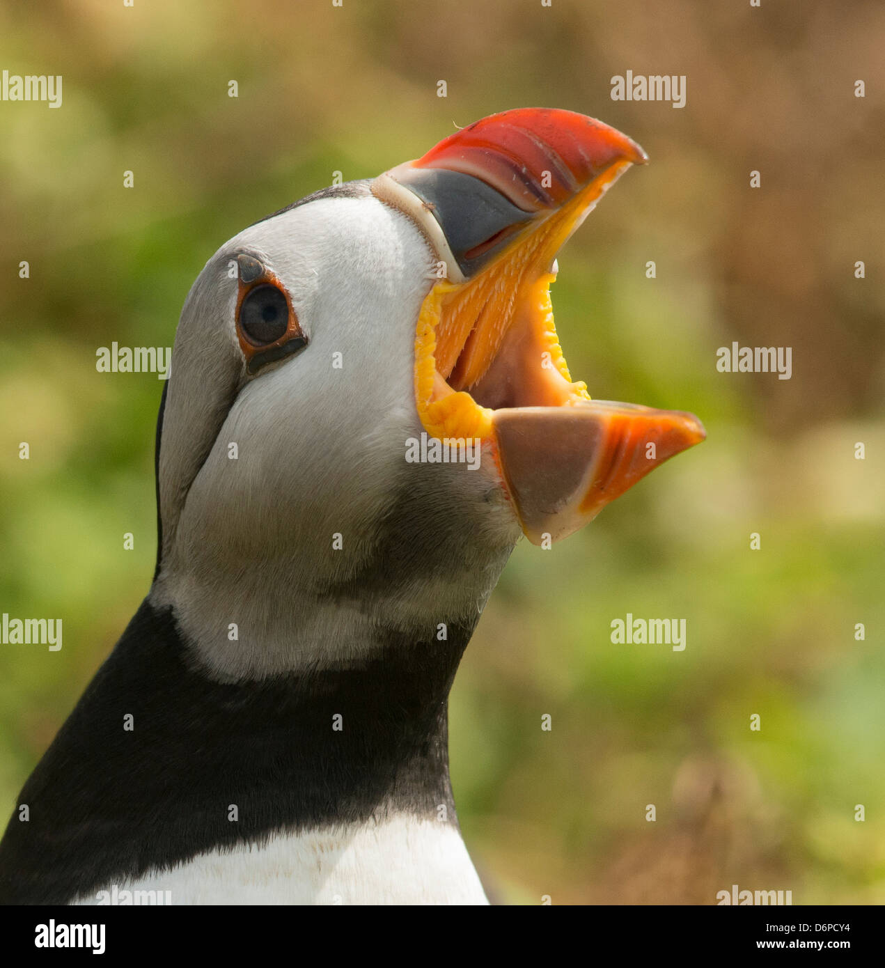 Puffin with gaping beak showing barbs in roof of beak, Wales, United ...