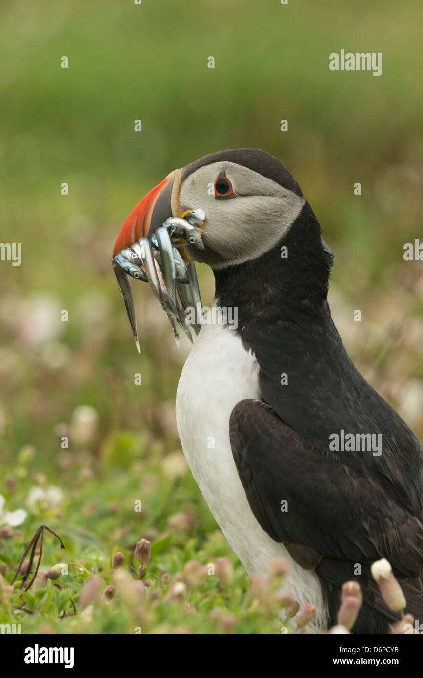 Puffin with beak full of sand eels, Wales, United Kingdom, Europe Stock ...