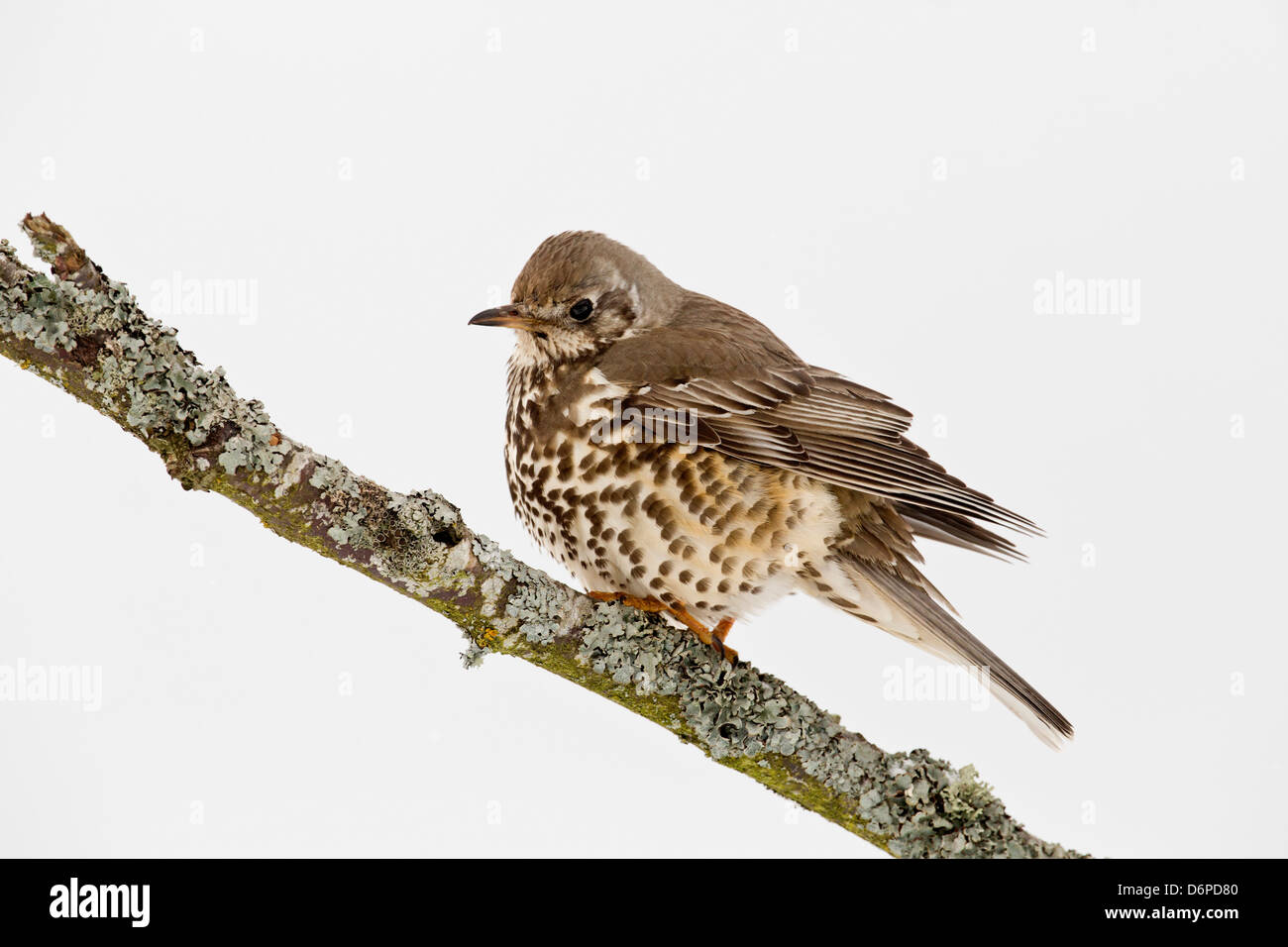 Mistle thrush uk hi-res stock photography and images - Alamy