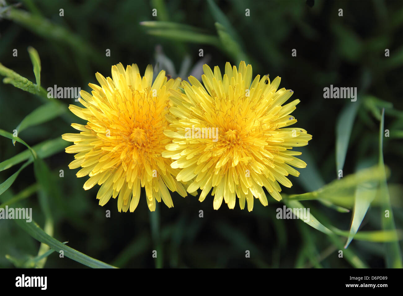 Taraxacum officinale, dandelion heads in full bloom Stock Photo - Alamy