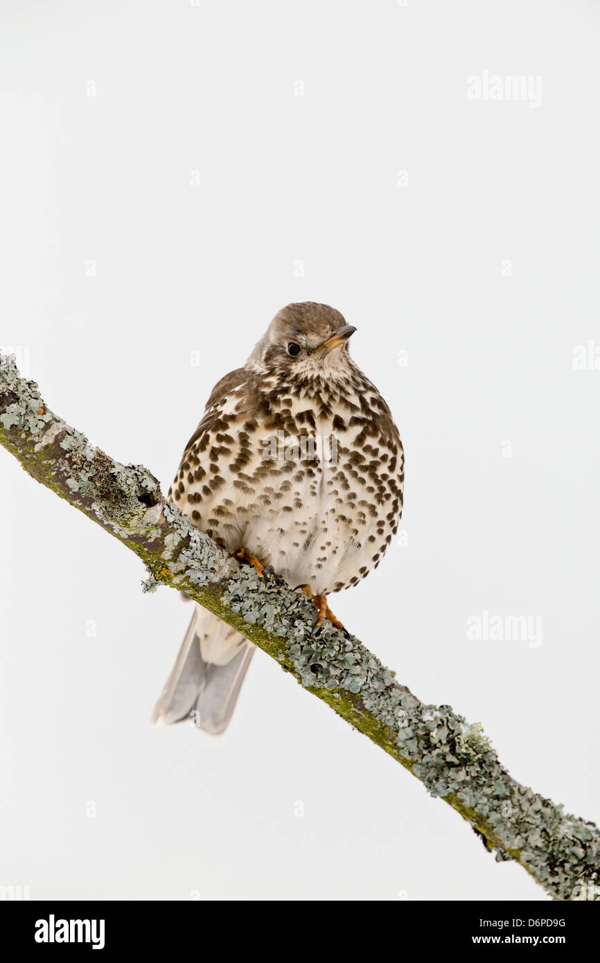 Mistle thrush hi-res stock photography and images - Alamy
