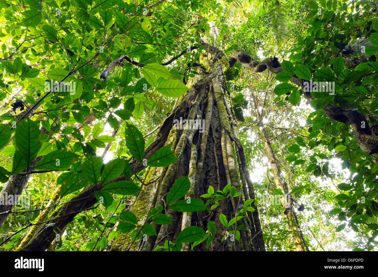 Lianas dangling from the rainforest canopy in Yasuni National Park ...