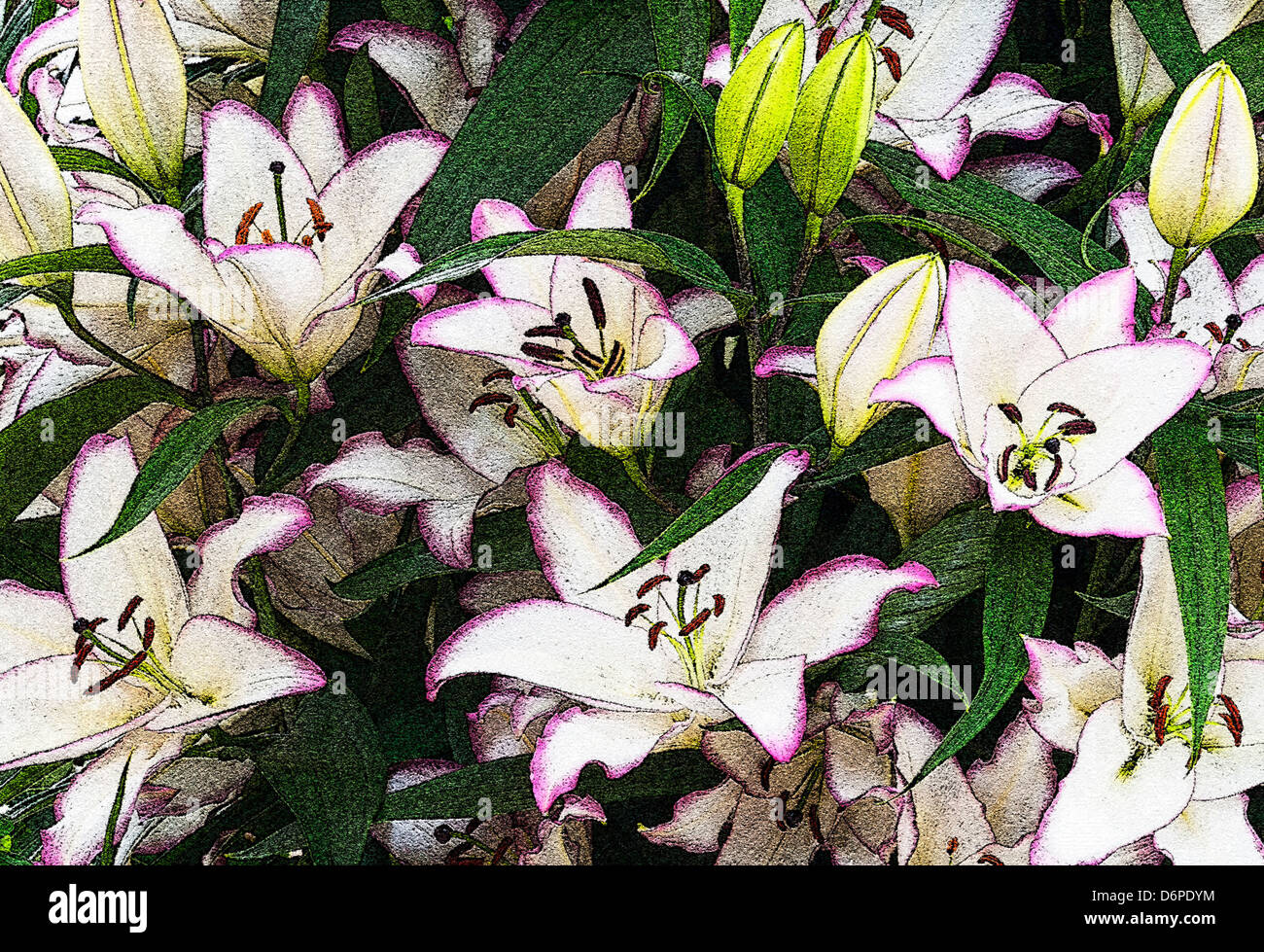 Lily garden display hi-res stock photography and images - Alamy
