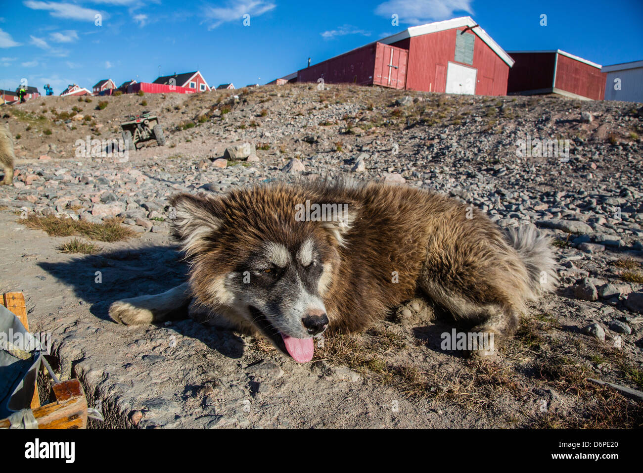 Sled dog, Inuit village, Ittoqqortoormiit, Scoresbysund, Northeast ...