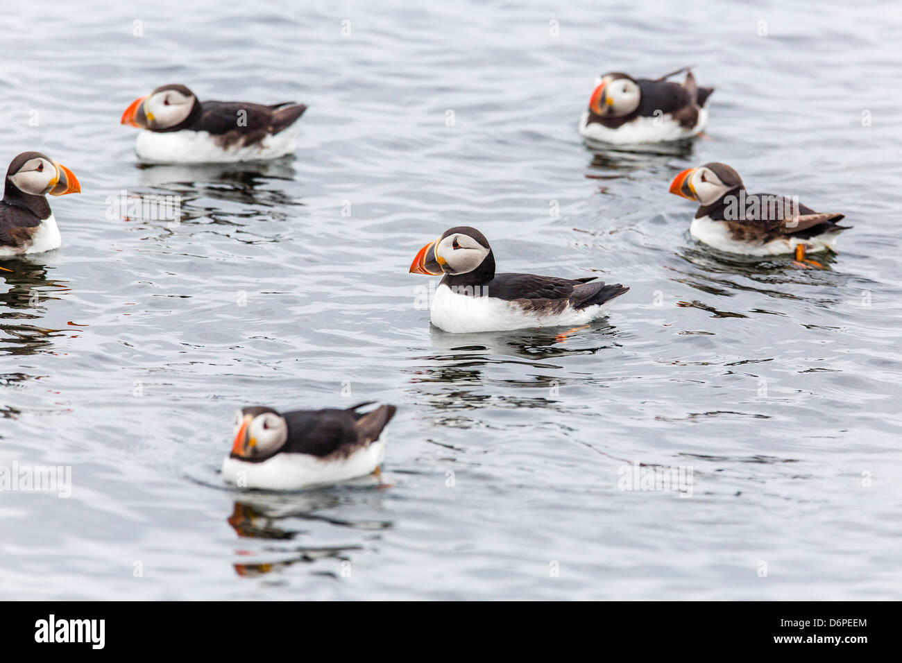 Atlantic puffins (common puffins) (Fratercula arctica), Flatey Island ...