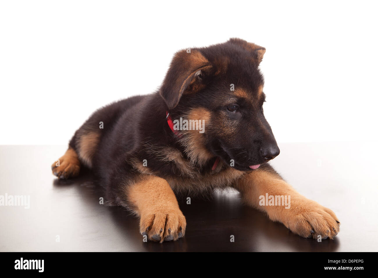 Baby german shepherd dog, isolated over a white background Stock Photo ...