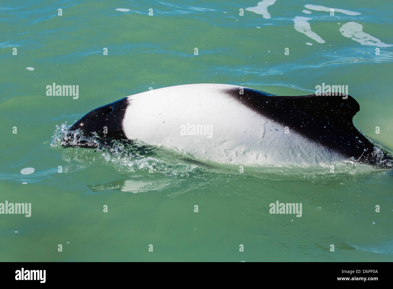 Cephalorhynchus hi-res stock photography and images - Alamy