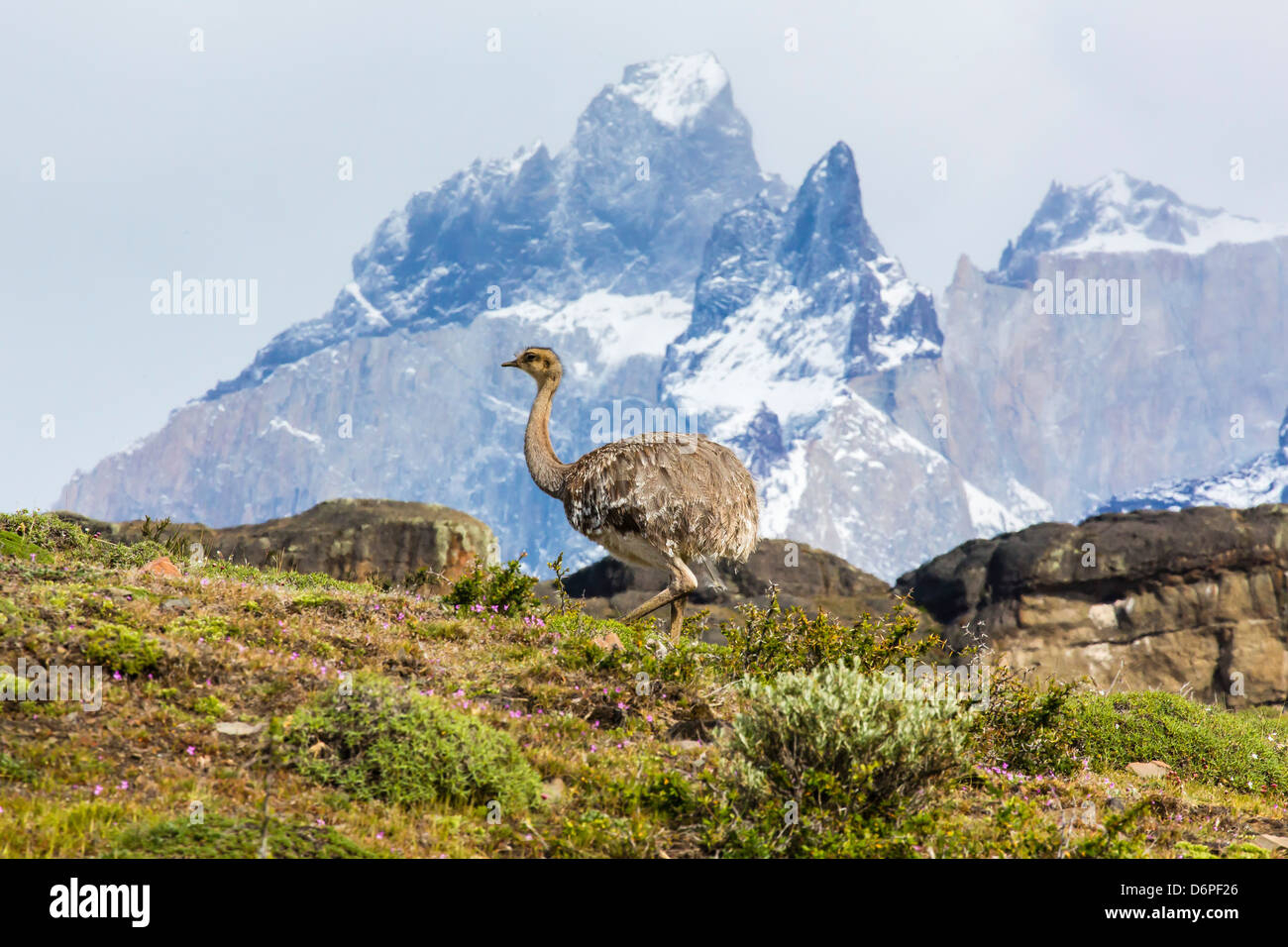 Lesser rhea hi-res stock photography and images - Alamy