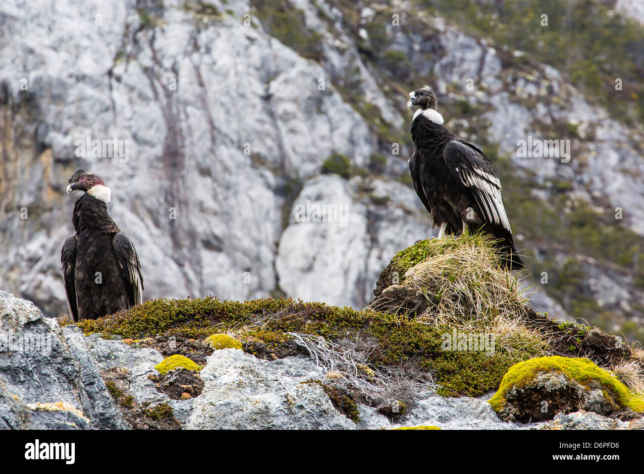 Adult Andean condors (Vulture gryphus), Wildlife Conservation Society ...