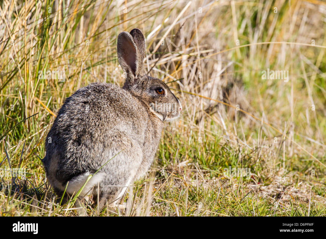Introduced adult European rabbit (Oryctolagus cuniculus), New Island ...