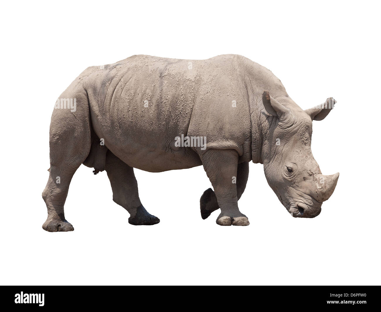 huge rhino isolated on white Stock Photo - Alamy