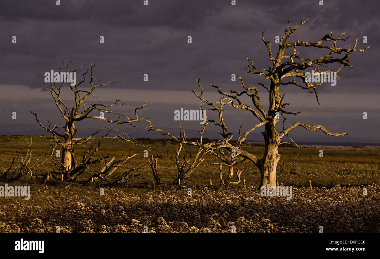 Weir trees hi-res stock photography and images - Alamy