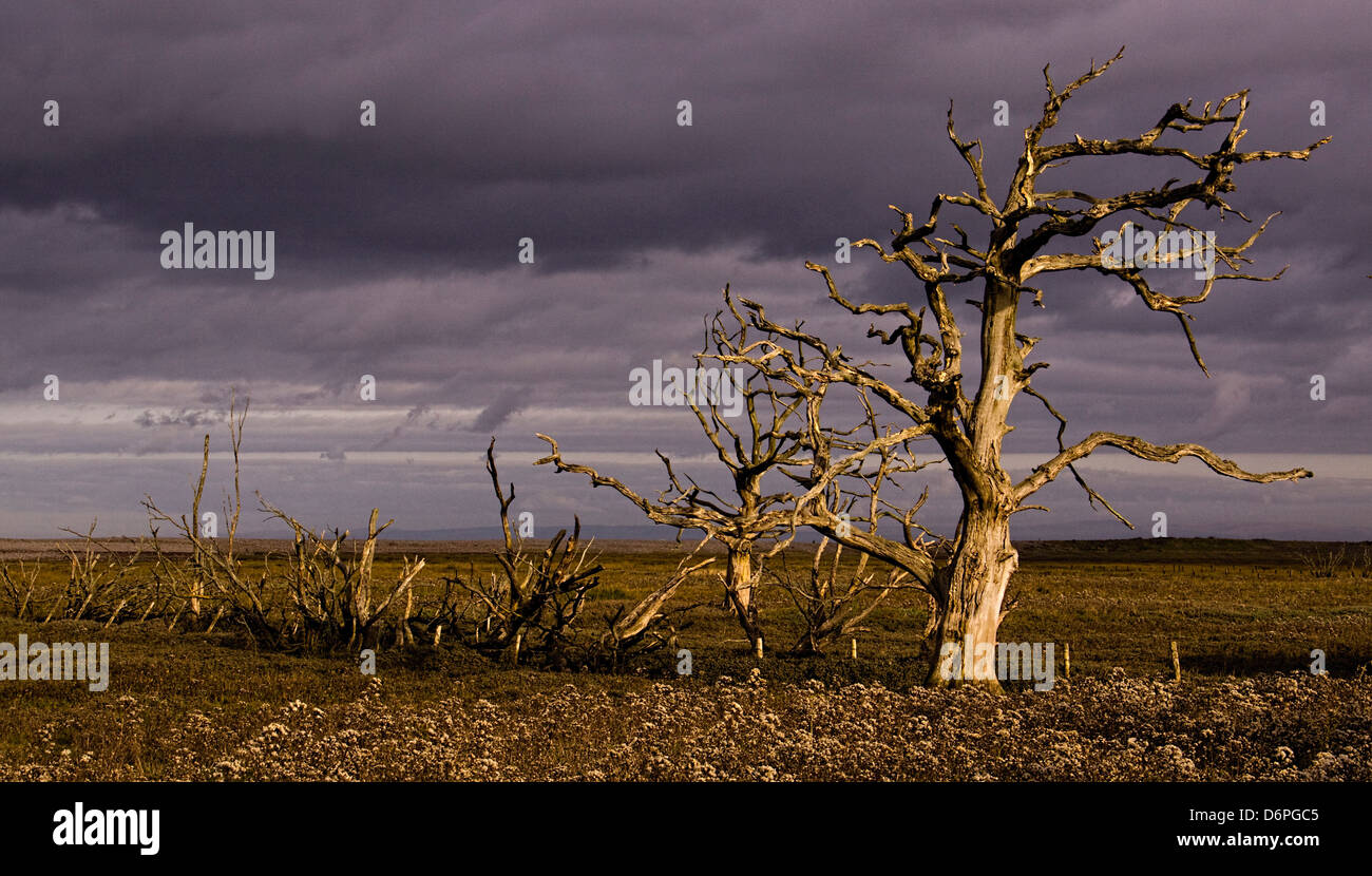 Dead Trees and Sky, Porlock Weir, Somerset Stock Photo - Alamy