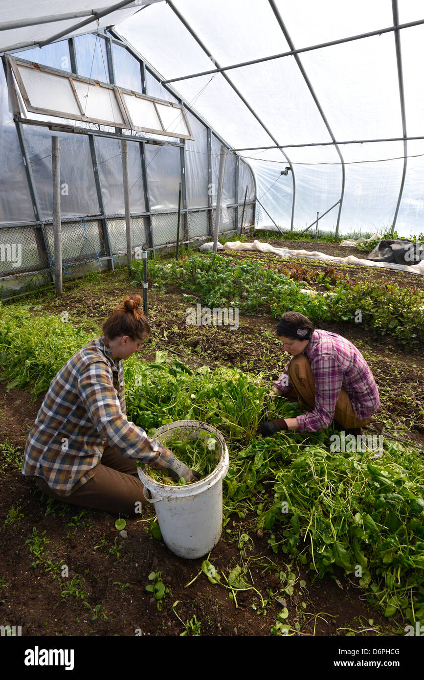 Greenhouse weed hi-res stock photography and images - Alamy