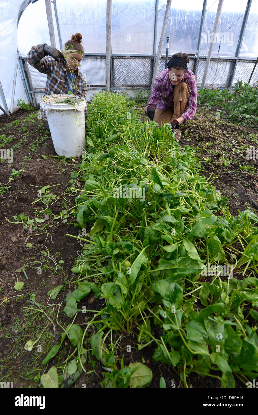 Miners lettuce greenhouse hi-res stock photography and images - Alamy