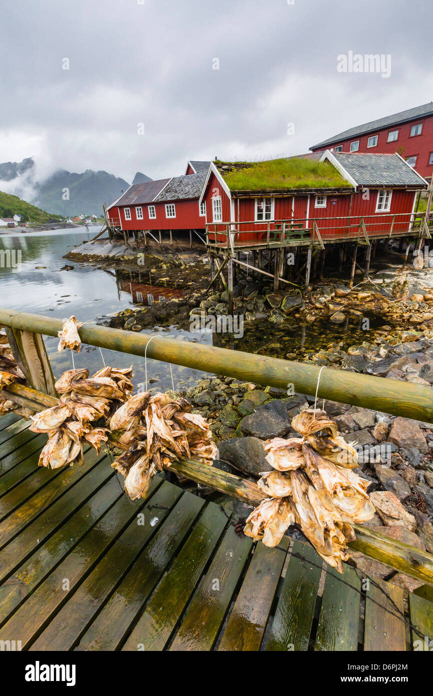 Norwegian cod fishing town of Reine, Lofoton Islands, Norway ...
