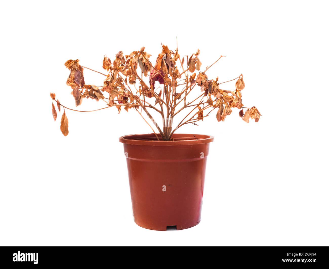 Dead Plant Sculptures